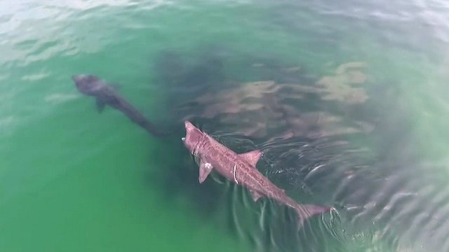 Drone films basking sharks in Caliso Bay in County Waterford - BBC News