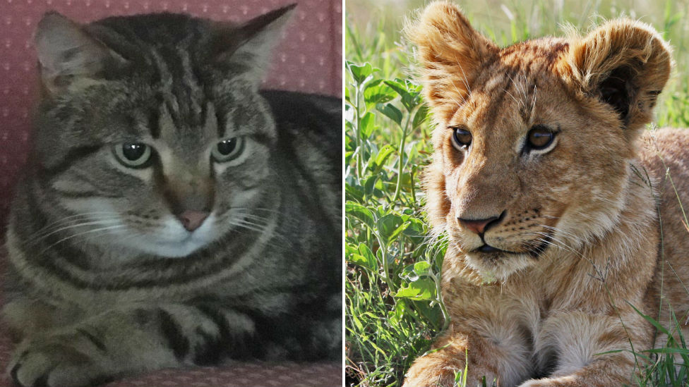 Cat With Lion
