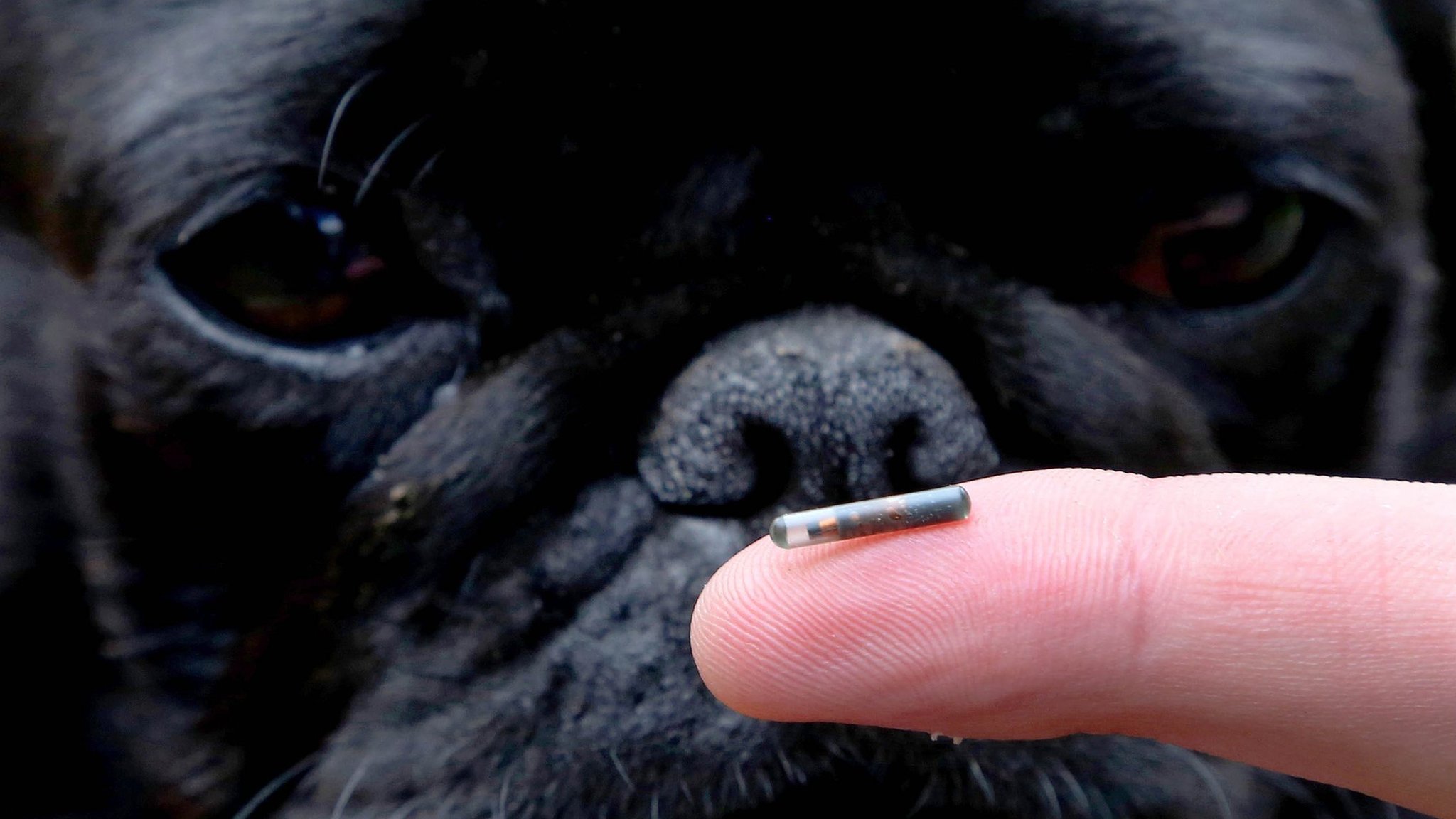 Is It Legal To Have A Dog Microchipped In Uk