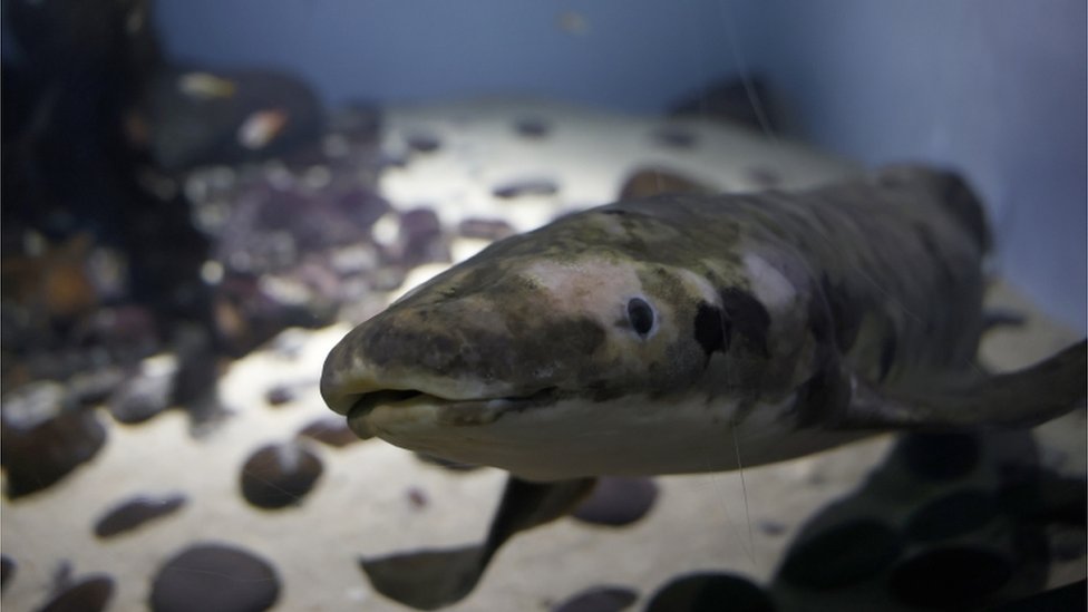 Meet the oldest aquarium-based fish in the world - CBBC Newsround
