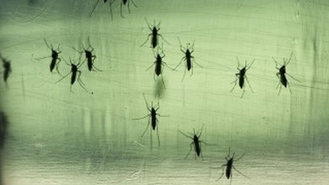 Zika: Can fish help stop the spread of the virus? - BBC News