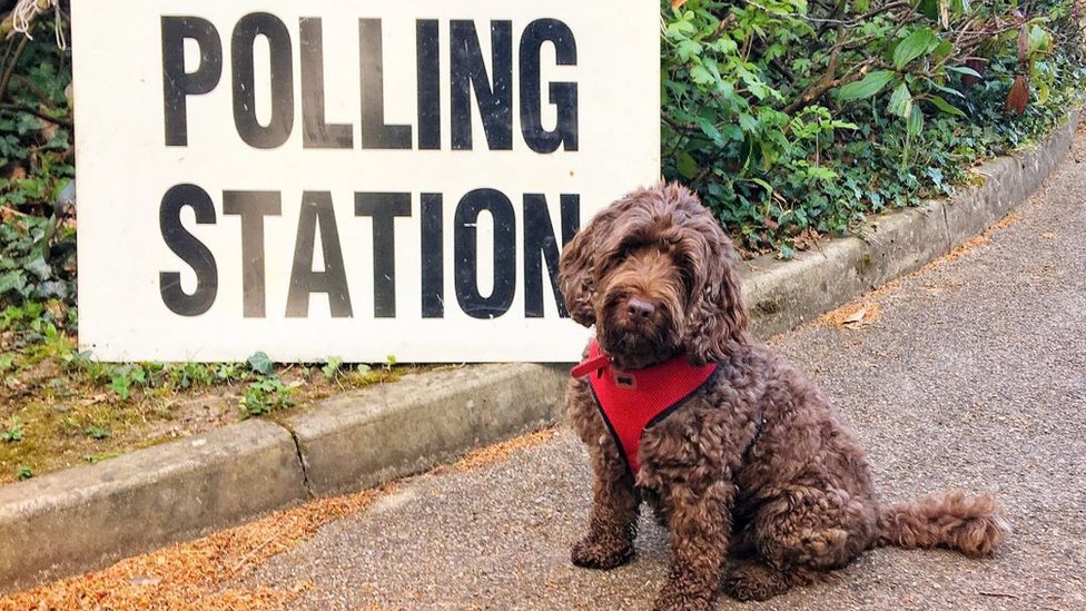 Local elections 2019: Dogs at the polls - BBC News