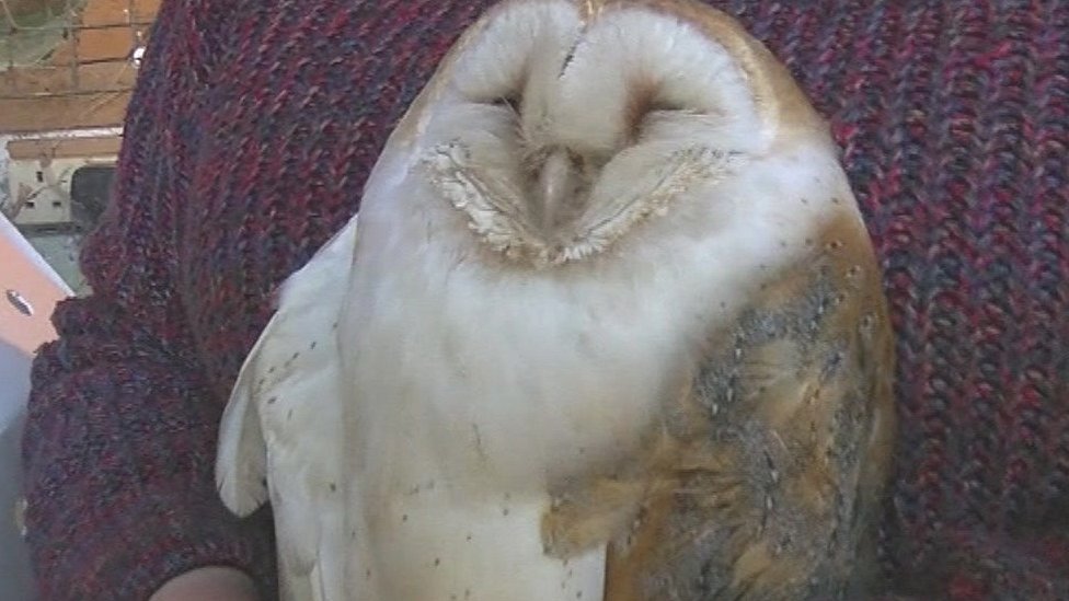 Helping hand for chilly owls as cold weather persists - BBC News
