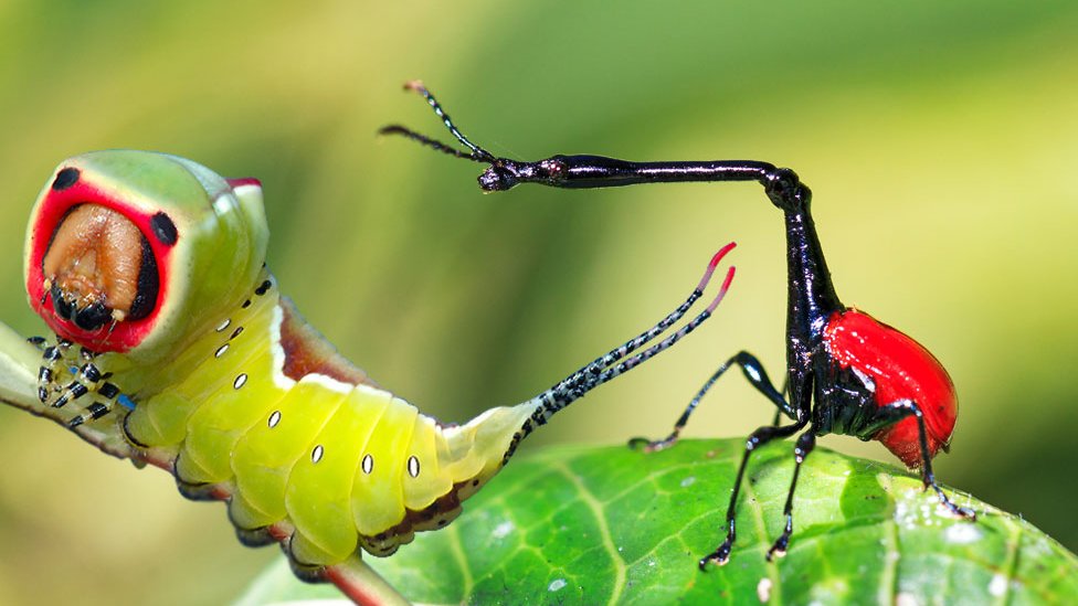Quiz: Know your stuff about insects? - CBBC Newsround