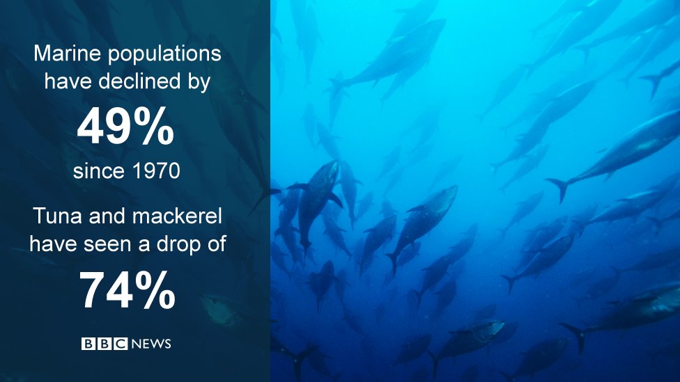 BBC News - Go Figure: The week in numbers