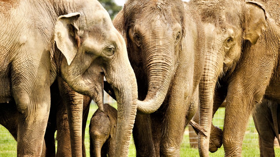 How is elephant poo helping conservationists? - CBBC Newsround