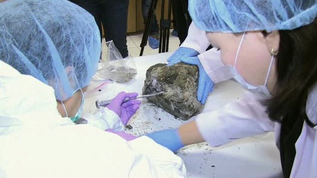 Can scientists clone extinct Ice Age cave lion? - BBC News