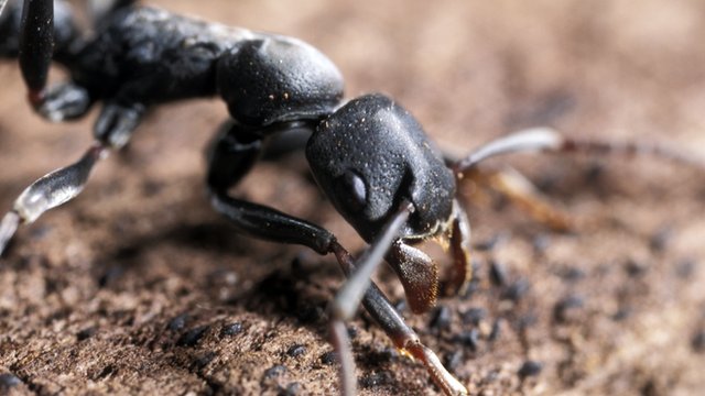 Ants can navigate using the sun and their memories - CBBC Newsround