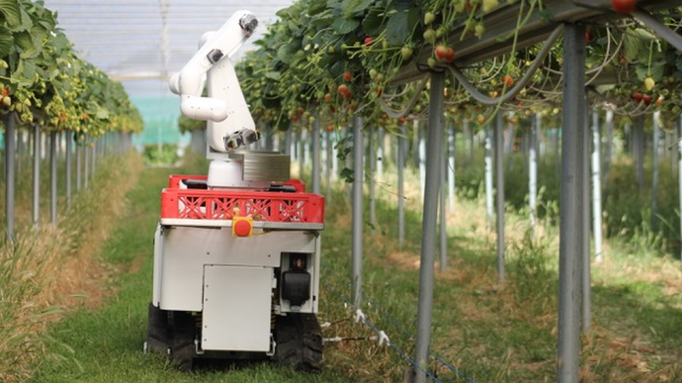 The strawberry-picking robots doing a job humans won't - BBC News