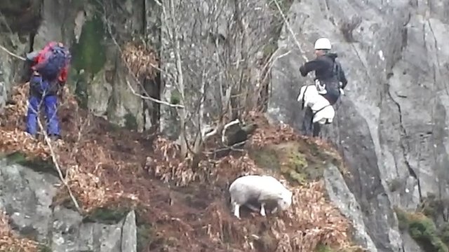 The rescue mission to help a sheep stuck on a cliff - BBC Newsround