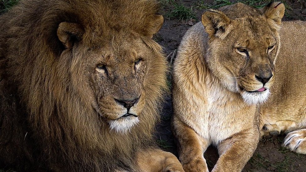 East African Lion Disney's Newest Lion Pride Strides Onto The Savanna