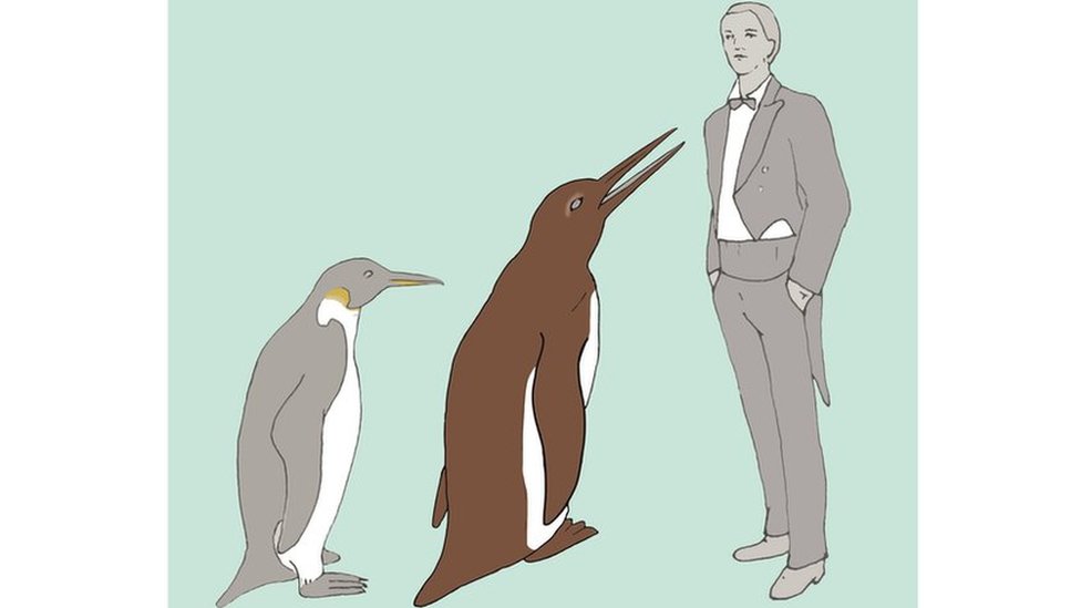 Fossil of penguin which lived 61 million years ago found - CBBC Newsround