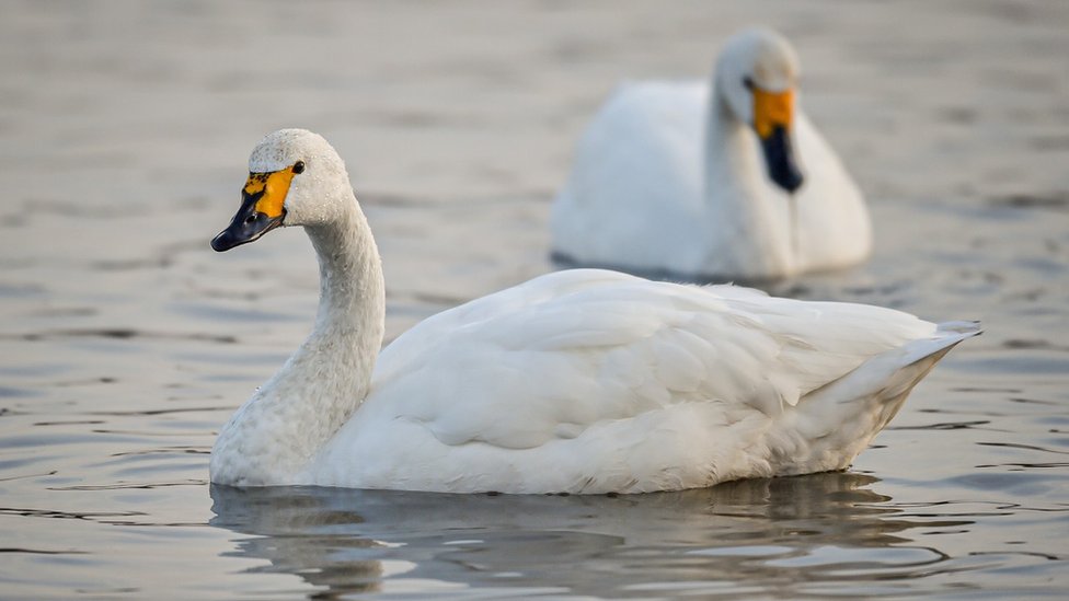 Bewick's swans' arrival at Slimbridge heralds start of winter - BBC News