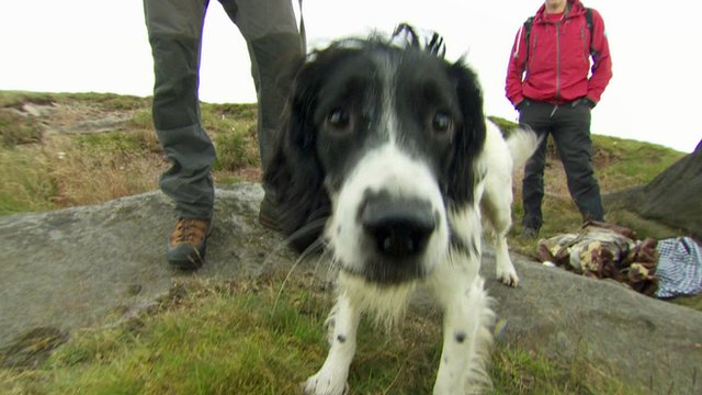 Peak District puppies trained in art of mountain rescue - BBC News