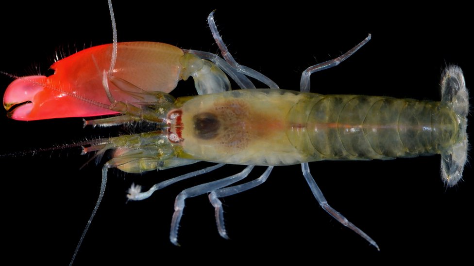 Barrel Shrimp Animal