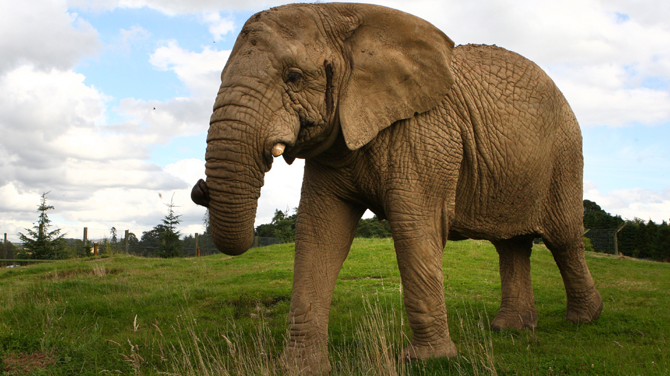Sanctuary call for 'lonely elephant' at Blair Drummond Safari Park ...