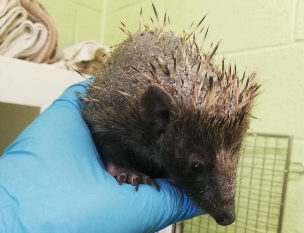 'Bald' hedgehog returns to wild after re-growing spines - BBC News