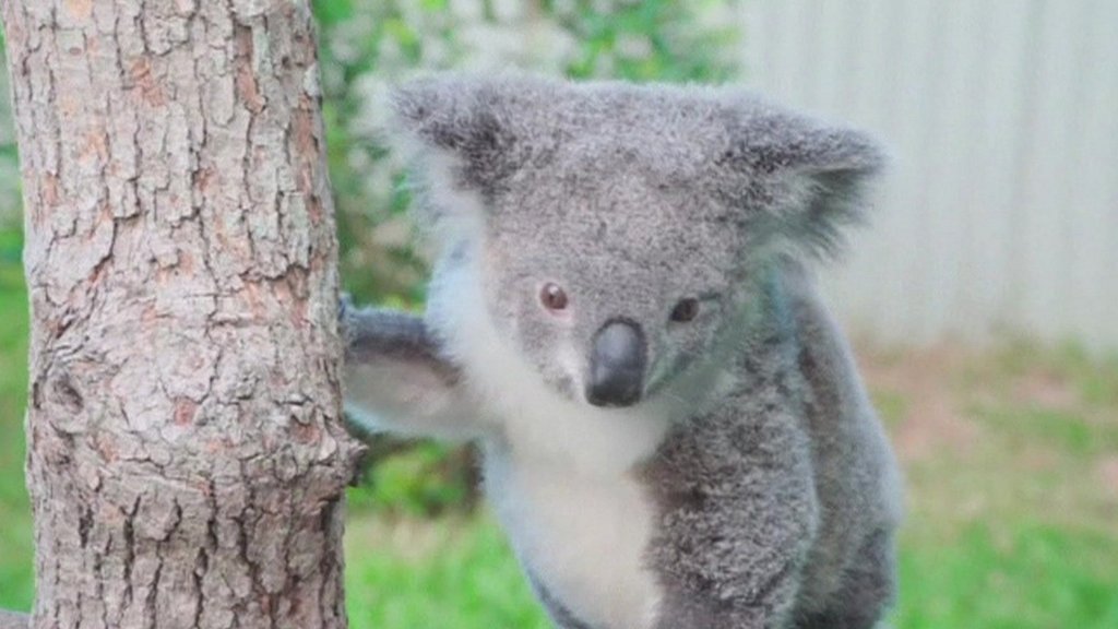 Koala numbers fall in the wild - BBC Newsround