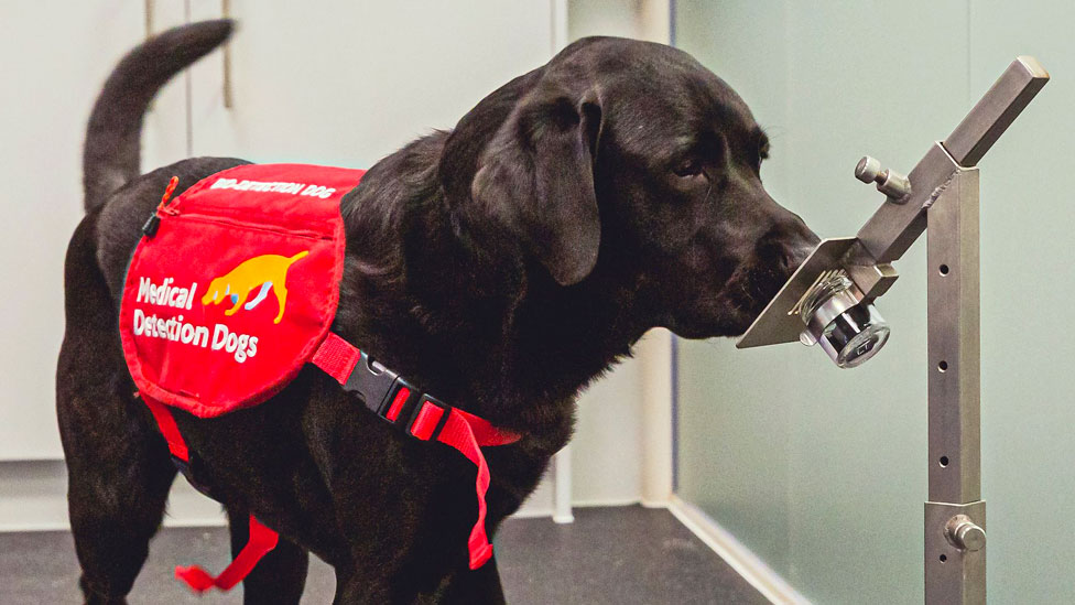 Can Sniffer Dogs Smell Ket