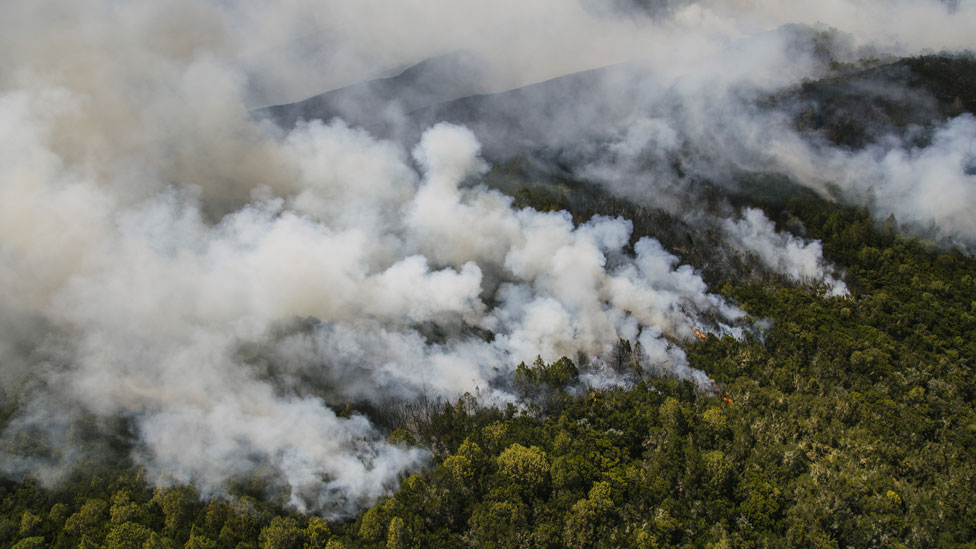 Mount Kenya wildfire: Marijuana farmers blamed - BBC News