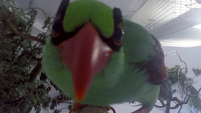 Zoo tries to save world's rarest Magpie - BBC Newsround