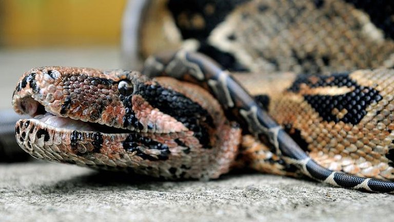 Boa Constrictor Attack 6,700+ Snake Attack Stock Photos, Pictures