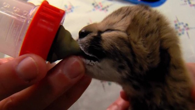 Cheetah cubs given critical care - BBC News