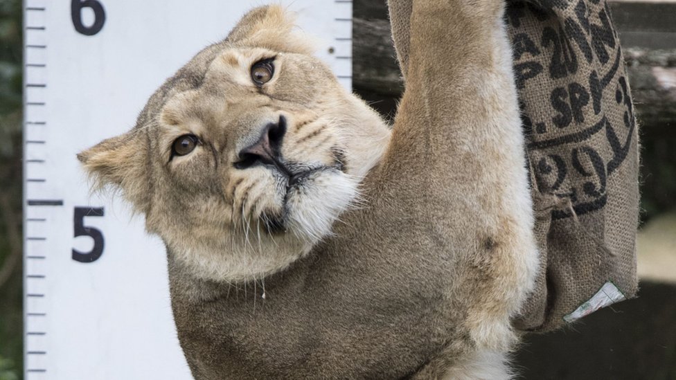 In Pictures: How do you measure a lion? The London zoo weigh-in - CBBC ...
