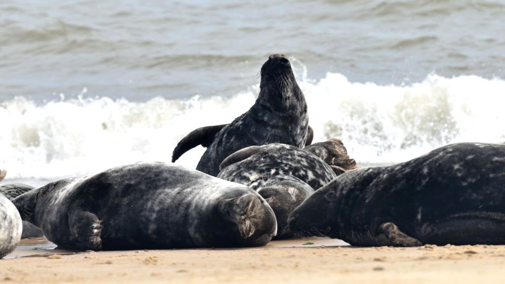 Huge project to map DNA of all wildlife in British Isles - CBBC Newsround