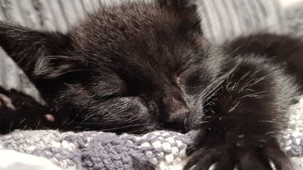 Black Cat Sleeping