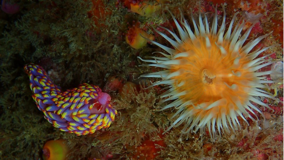 Rare multi-coloured sea slug spotted in UK for first time - CBBC Newsround