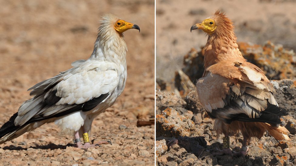 Egyptian Vulture The Egyptian Vulture