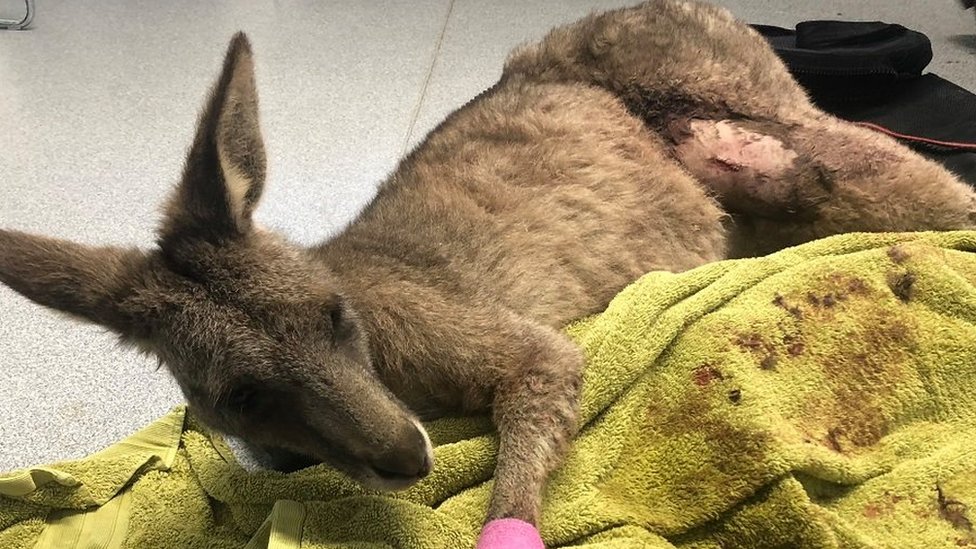 'Panicked' kangaroo smashes way into Australian home - BBC News
