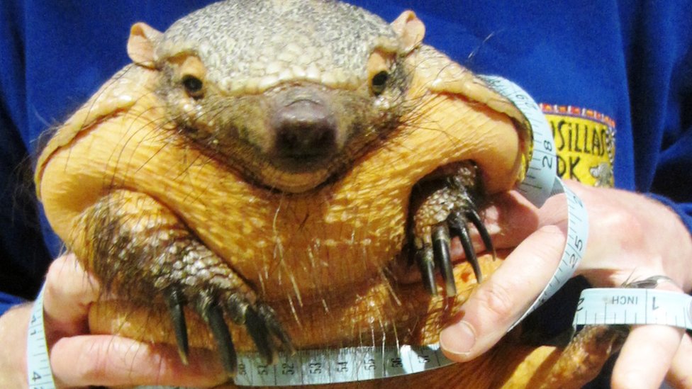 Armadillo Pet Armadillos As Pets: What You Need To Know