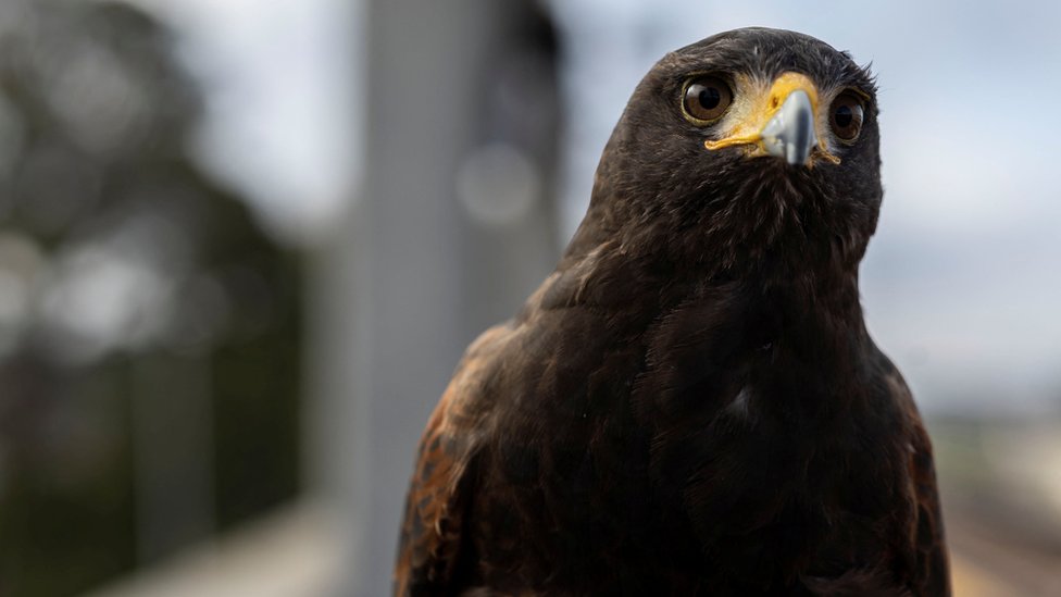 San Francisco metro hire hawk to stop pigeon poo problem - CBBC Newsround