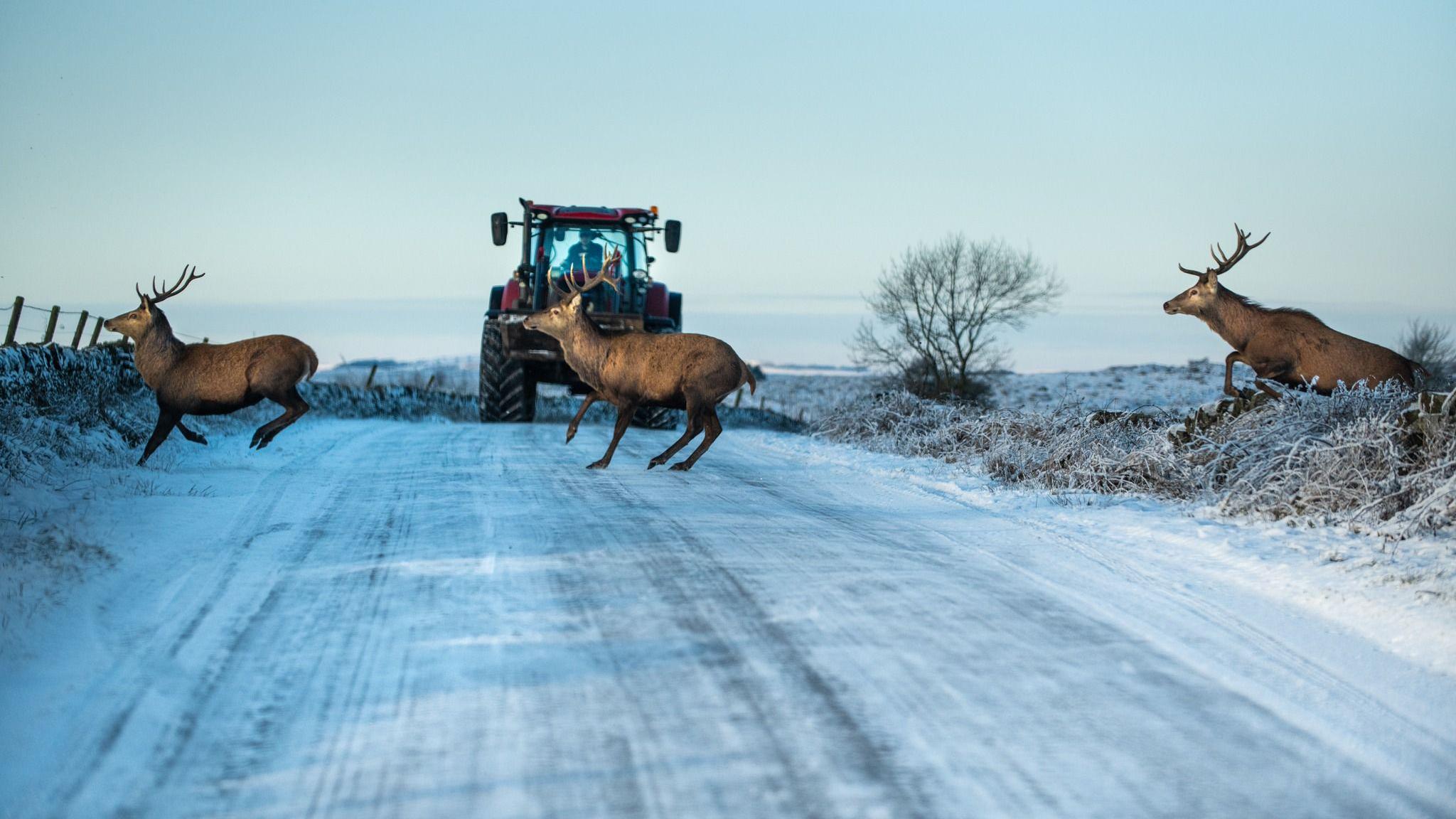 Deer Winter Wallpaper