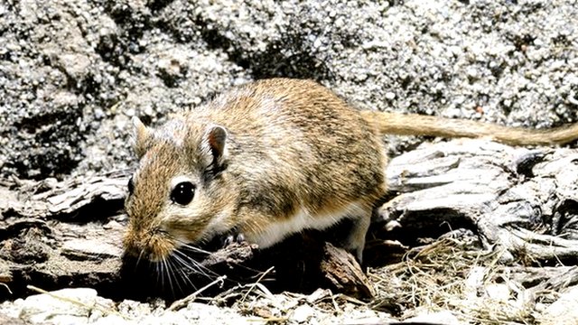 The deadly Plague was spread by gerbils not rats - BBC Newsround