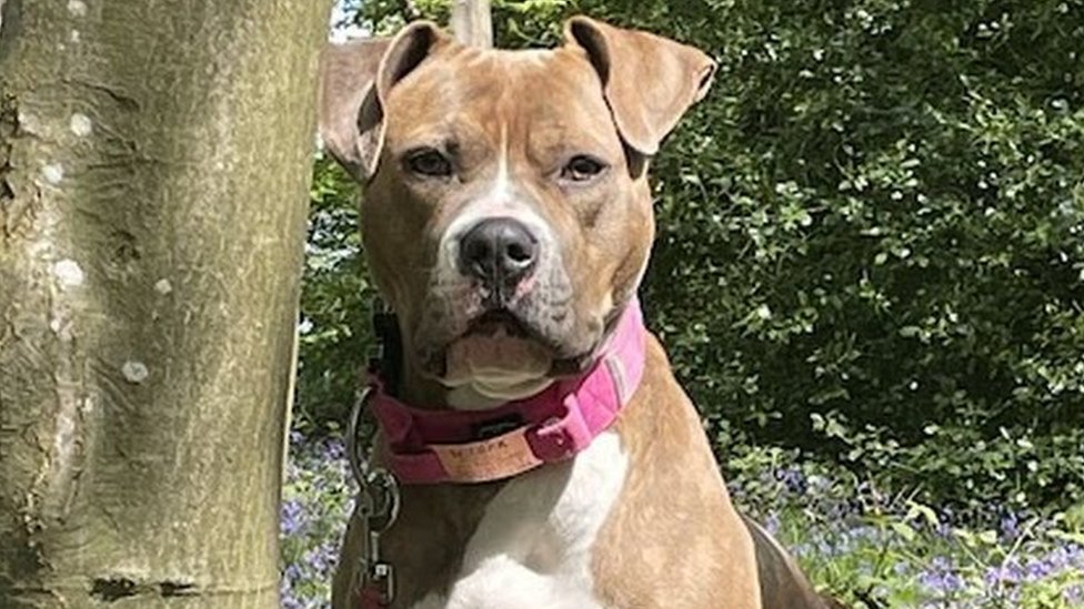 Meet champion sniffer dog Wonky Winnie - CBBC Newsround