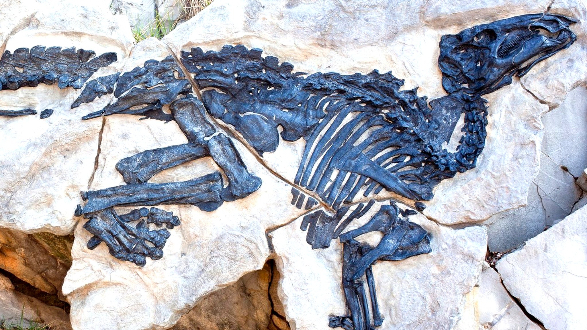 Fossili Dinosauri Veneto Italy Extraordinary Discovery In Sardinia: