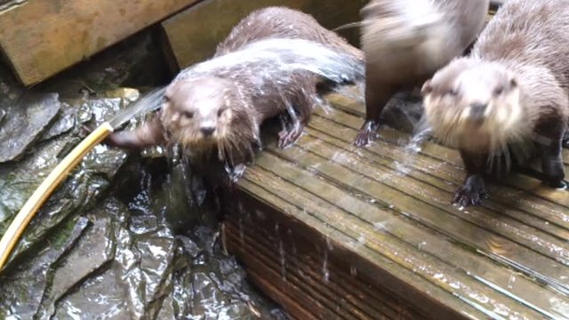 Otters keep cool on the hottest day in Wales - BBC News