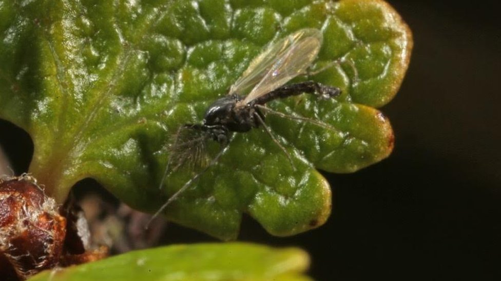 Scotland's non-biting midges - BBC News