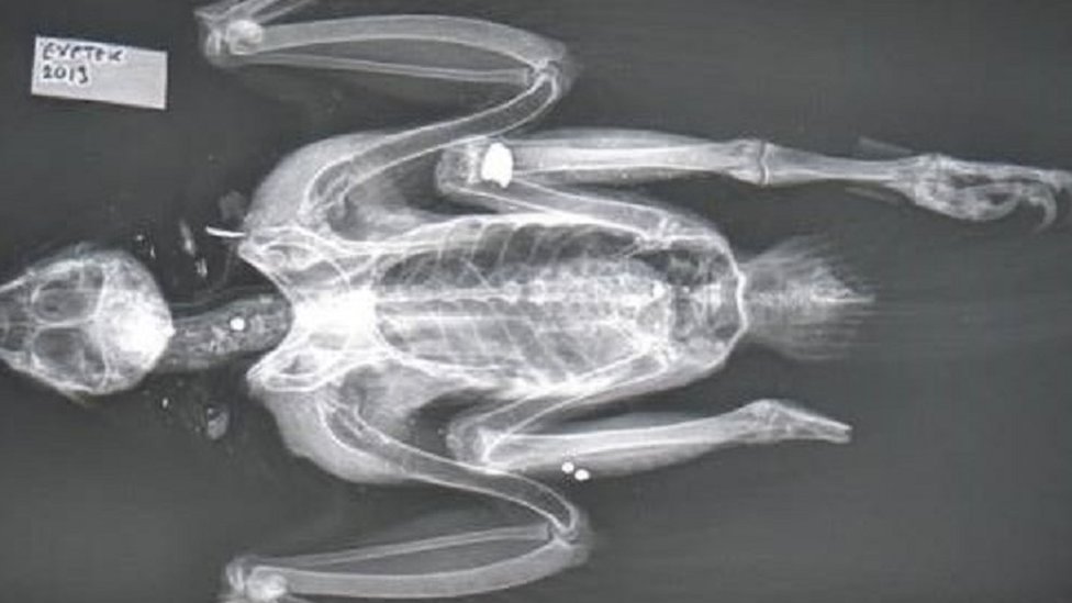 Peregrine falcon raised in Exeter found shot dead - BBC News