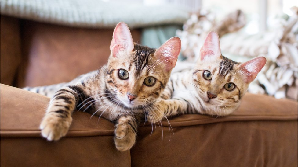 Cats: Study suggests felines remember each other's names - CBBC Newsround
