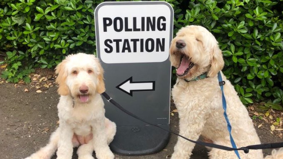 Local elections 2019: Dogs at the polls - BBC News