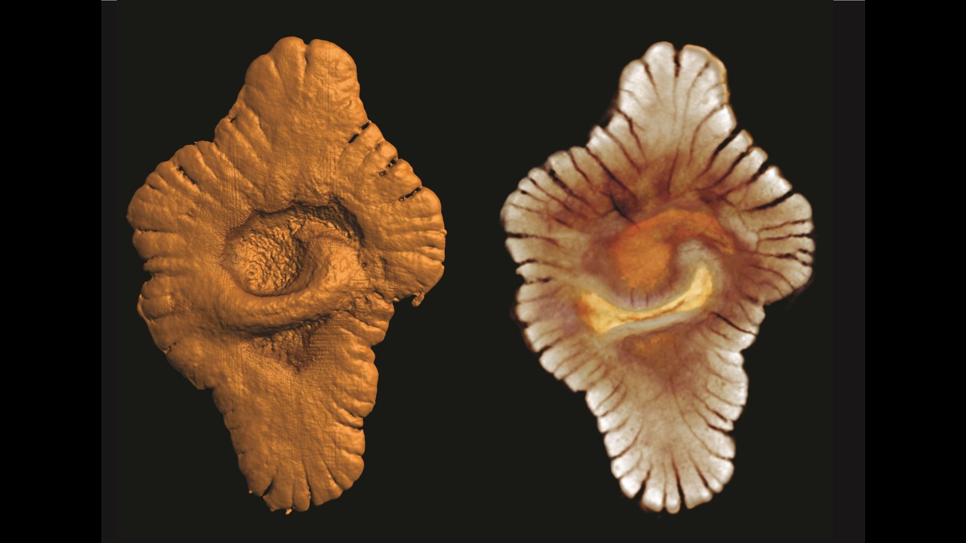 Foss Structures Of Life