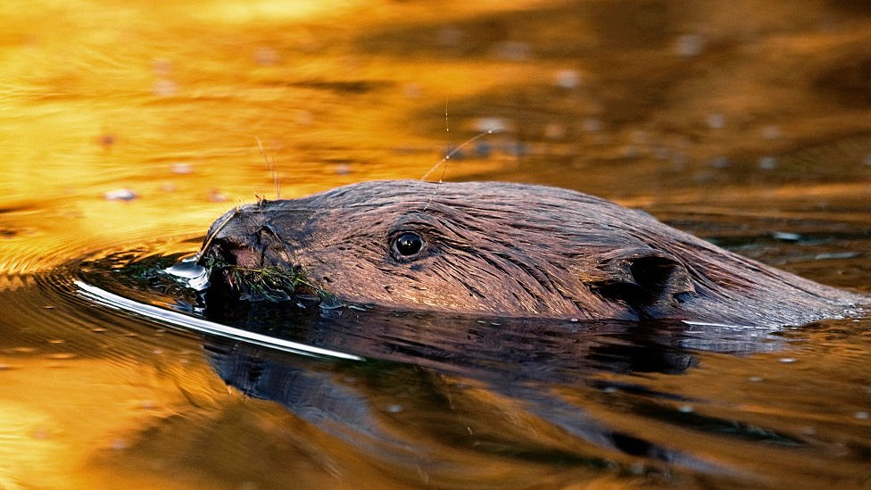 Beavers win the right to stay in their river home - CBBC Newsround