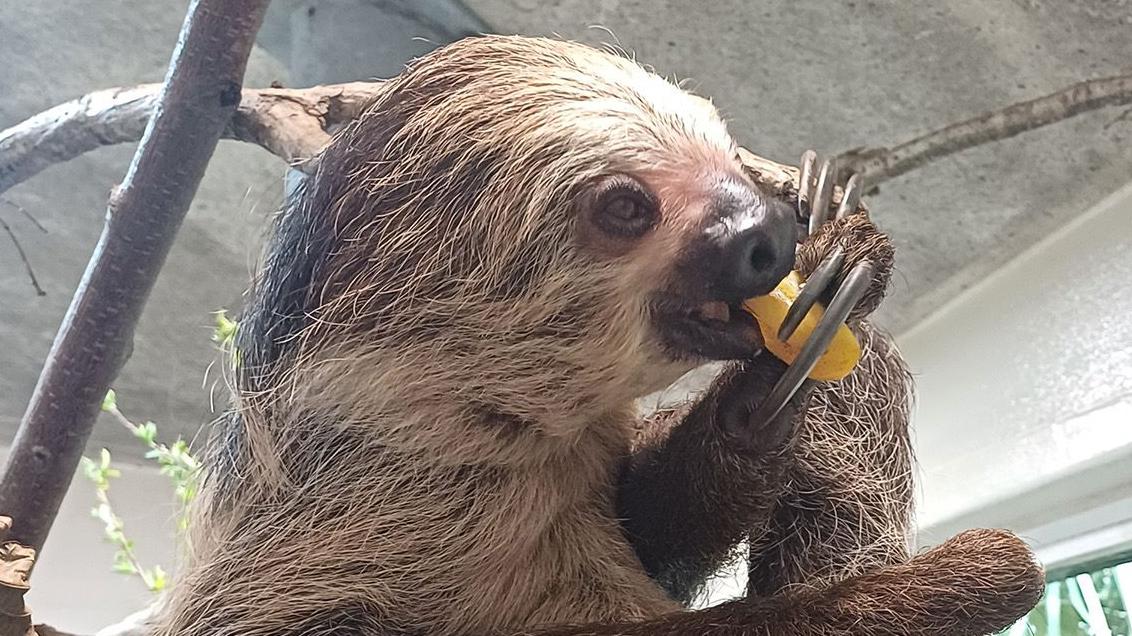 Girl Sloth