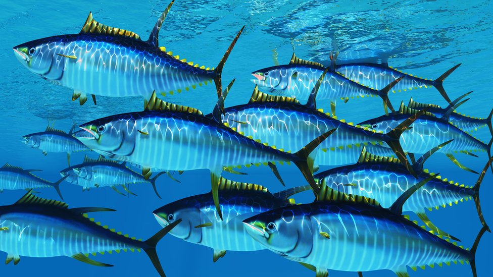 Conservation: Marine protections in Hawaii help boost numbers of tuna ...