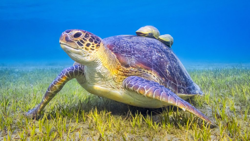 Climate change: How hotter weather could affect turtles and crocodiles ...