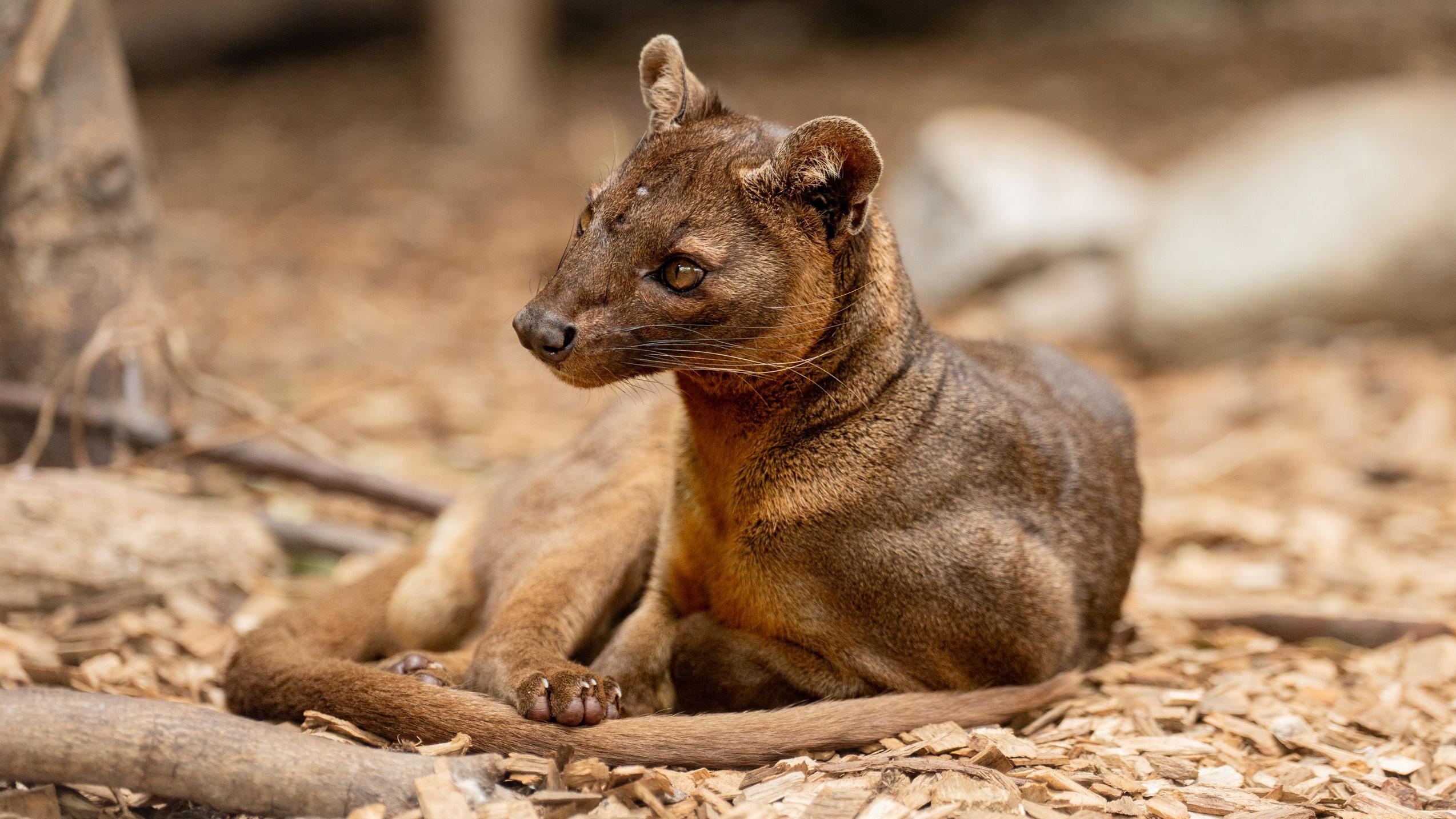 Fossa Life Cycle